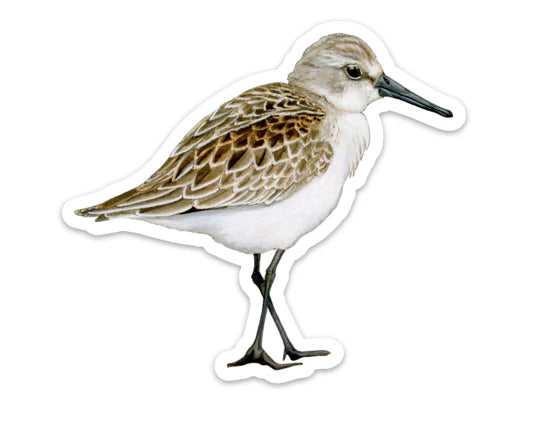 Western Sandpiper Sticker – Zinnia Textiles Nelson